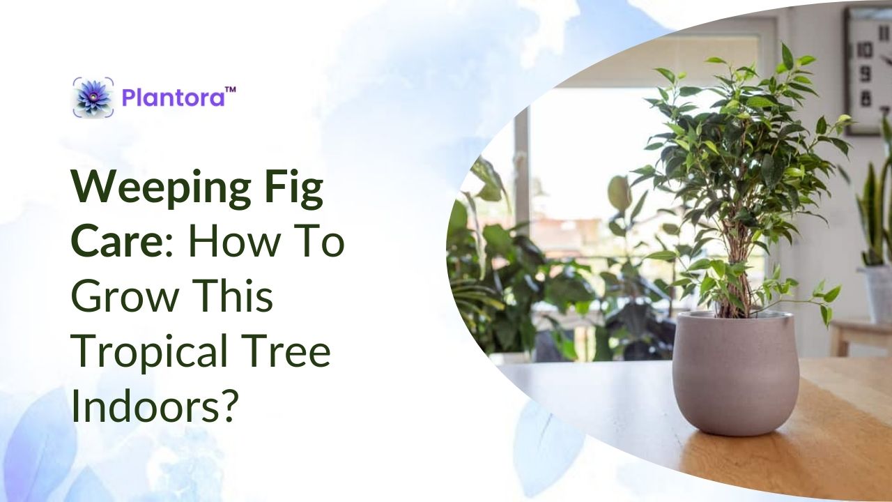 Weeping Fig Care: How To Grow This Tropical Tree Indoors? - Plantora