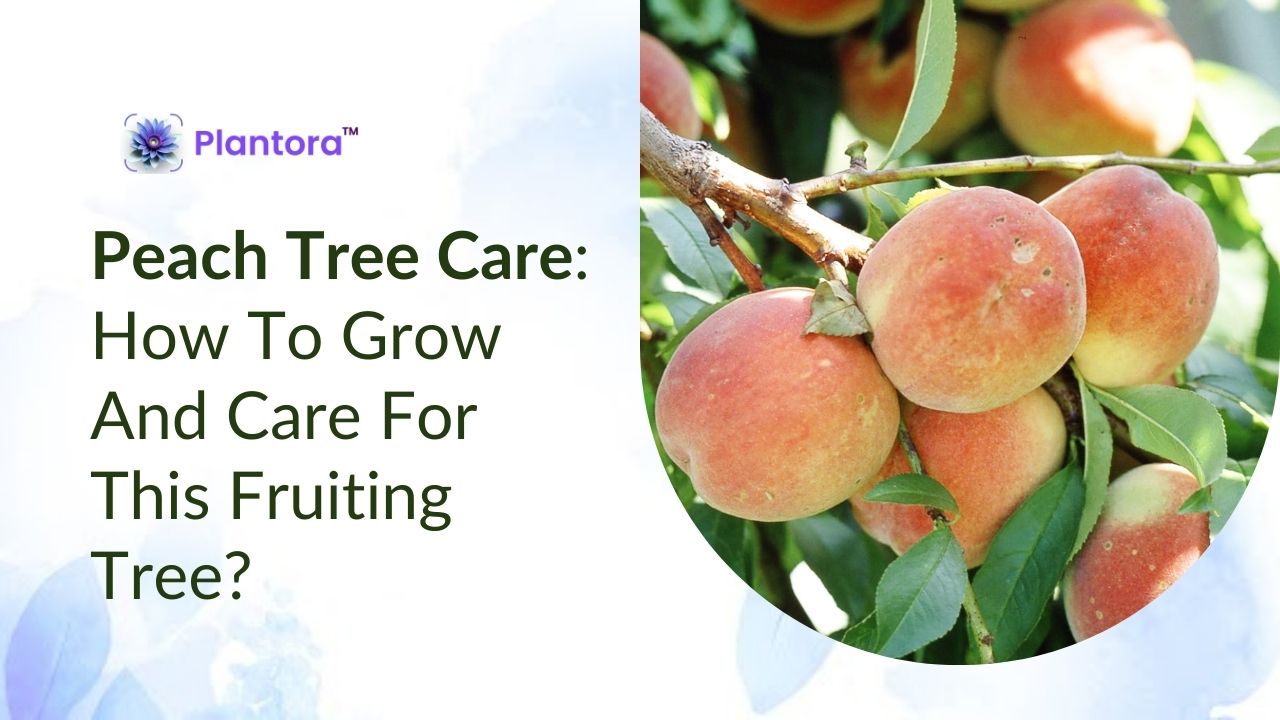 Peach Tree Care: How To Grow And Care For This Fruiting Tree? - Plantora