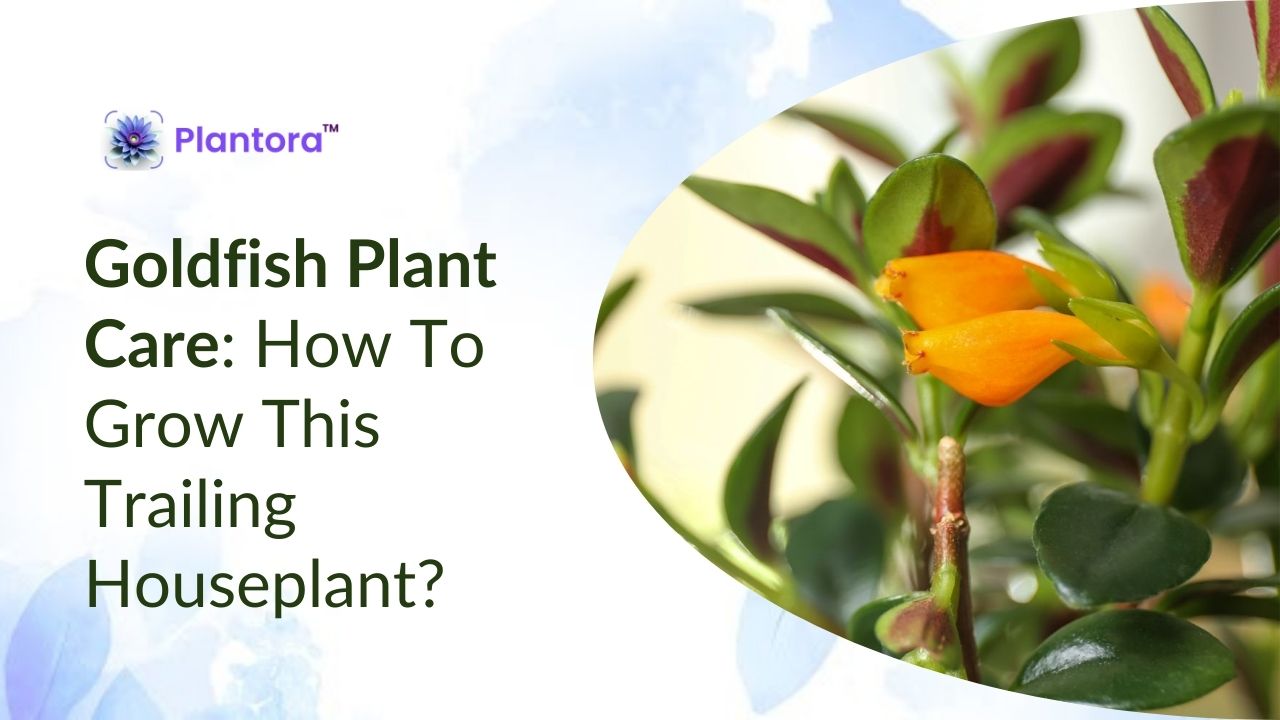 Goldfish Plant Care: How To Grow This Trailing Houseplant? - Plantora